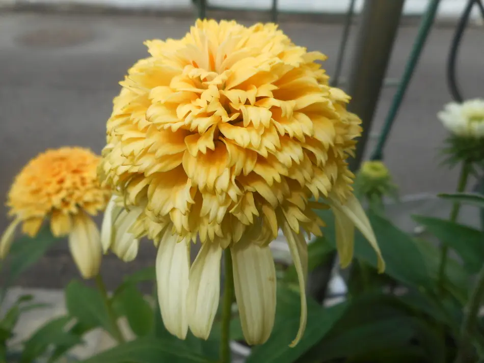 7月6日エキナセア レモンドロップ「2025年4月～2026年3月までのお花①」のアルバム-みんなの趣味の園芸2494973