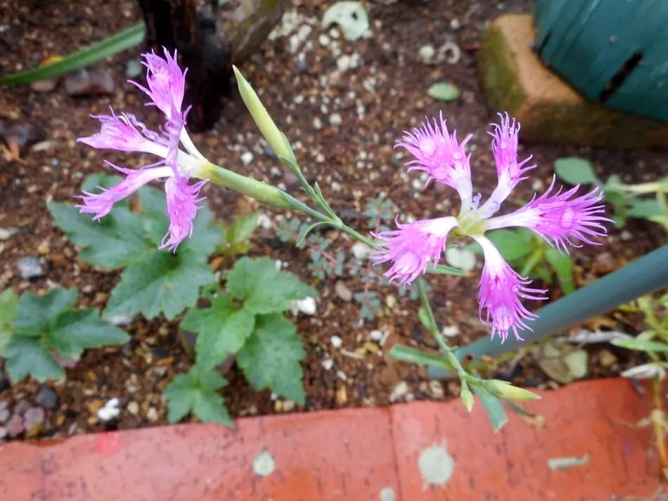 7月17日カワラナデシコ「2025年4月～2026年3月までのお花①」のアルバム-みんなの趣味の園芸2502289