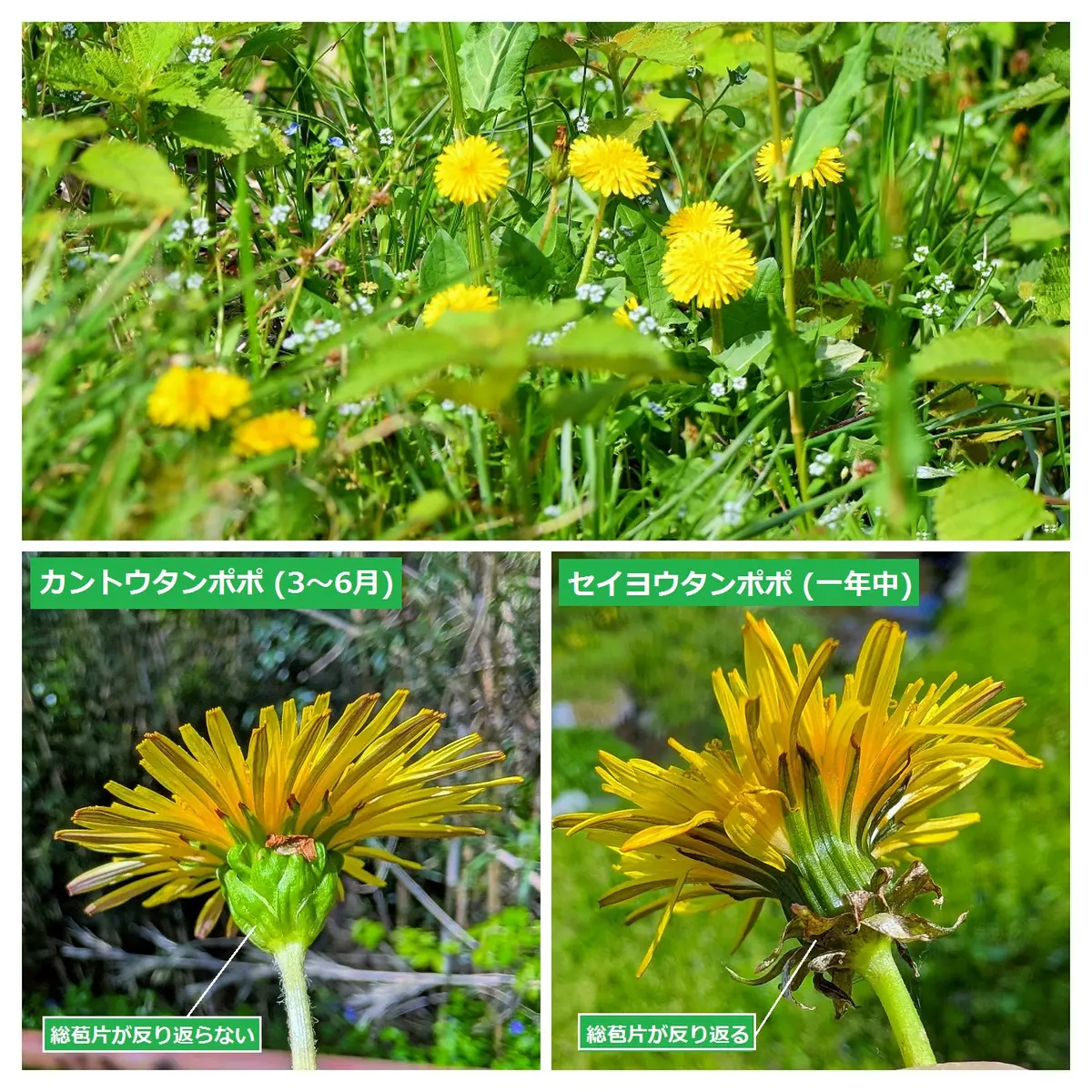 キク科『タンポポ』セイヨウタンポポは...「shonanさんの山歩き102025/04月～」のアルバム-みんなの趣味の園芸2420714