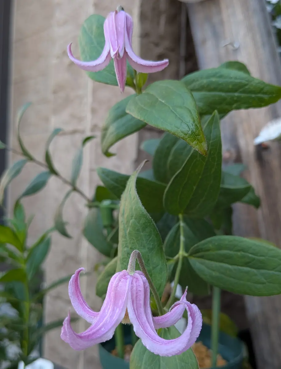 可愛らしく咲いてくれました。まだ花数...「2025年のお花（4月～）」のアルバム-みんなの趣味の園芸2476049