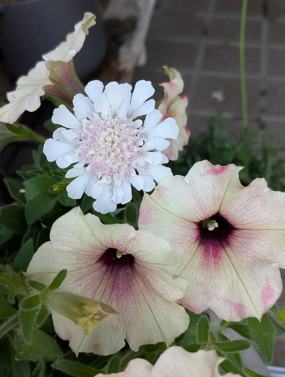 スカビオサアメジストスノーの場所がま...「2025年のお花（4月～）」のアルバム-みんなの趣味の園芸2476050