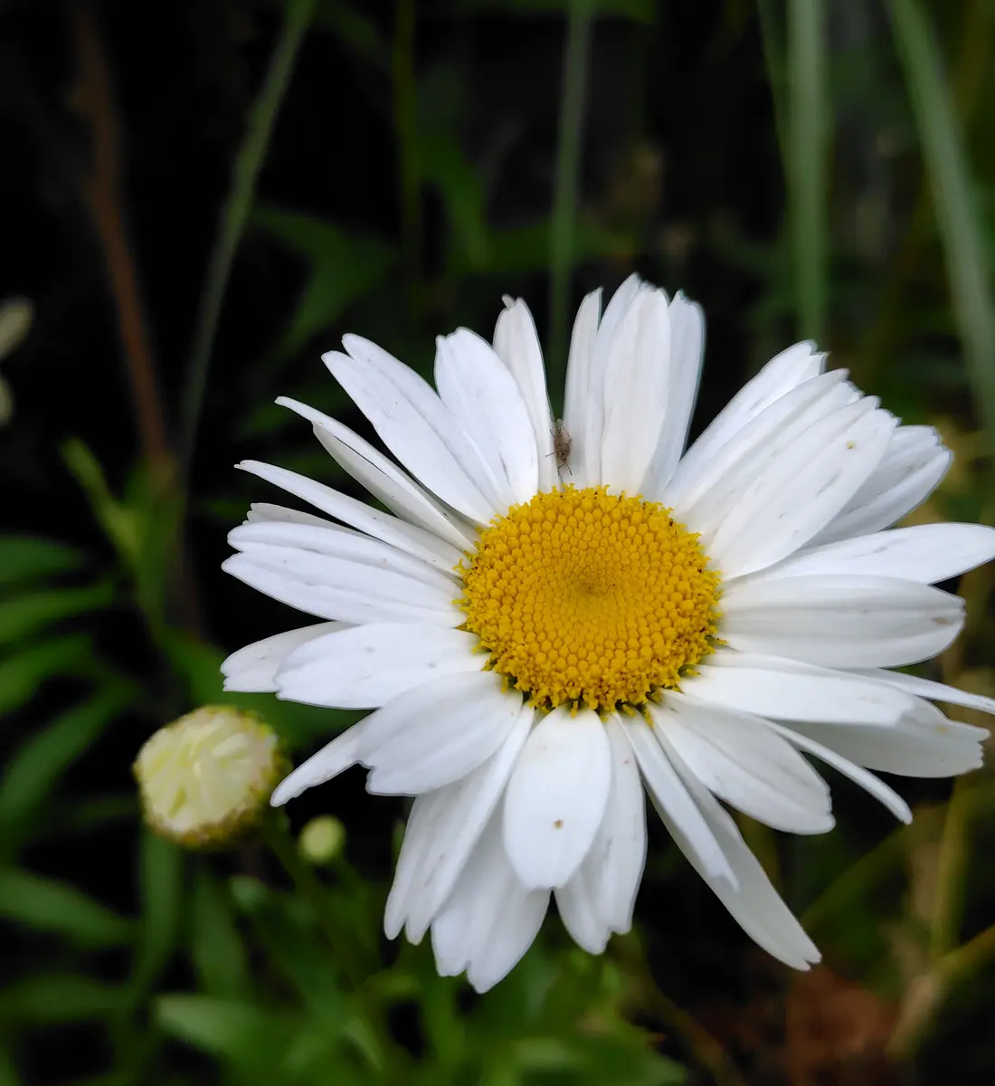 「2025年4月春からの庭」のアルバム-みんなの趣味の園芸2491750