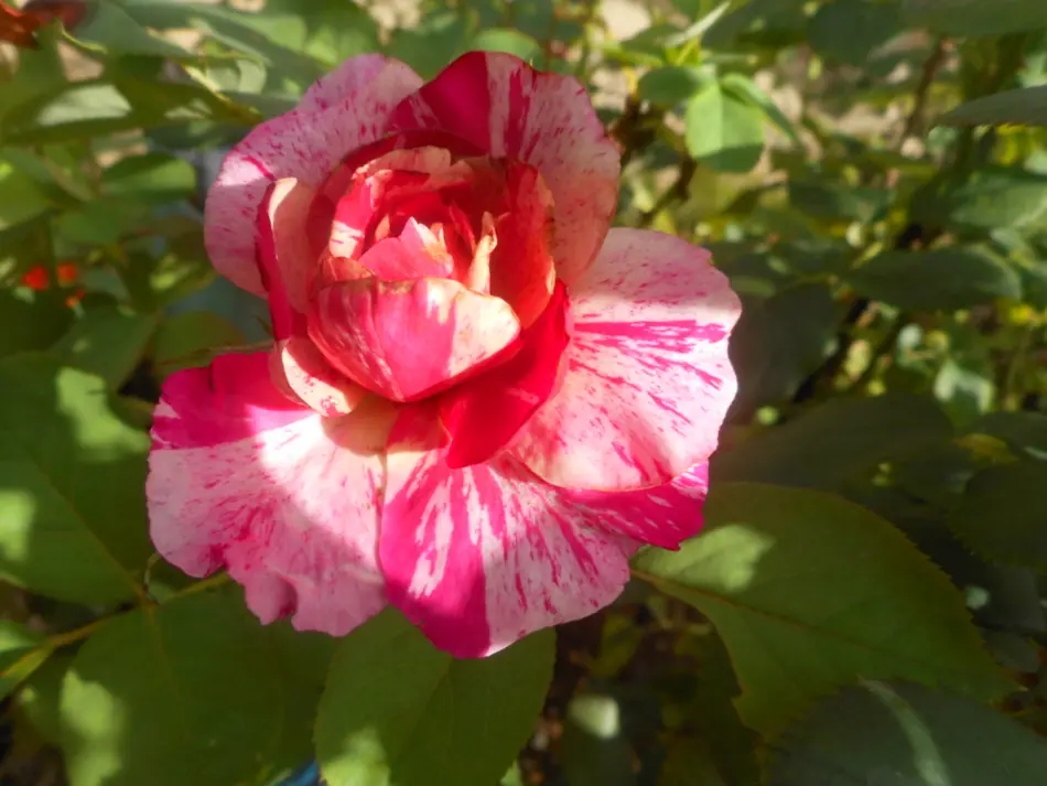 7月14日モーリス・ユトリロ「2025年度の我が家のバラ」のアルバム-みんなの趣味の園芸2500366