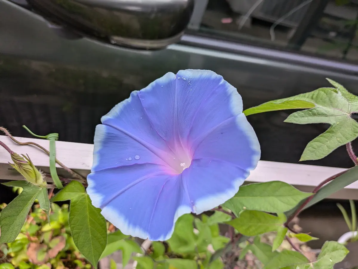 今日の朝顔はこの1輪だけの開花でした。「大好きな花たち No7」のアルバム-みんなの趣味の園芸2500460
