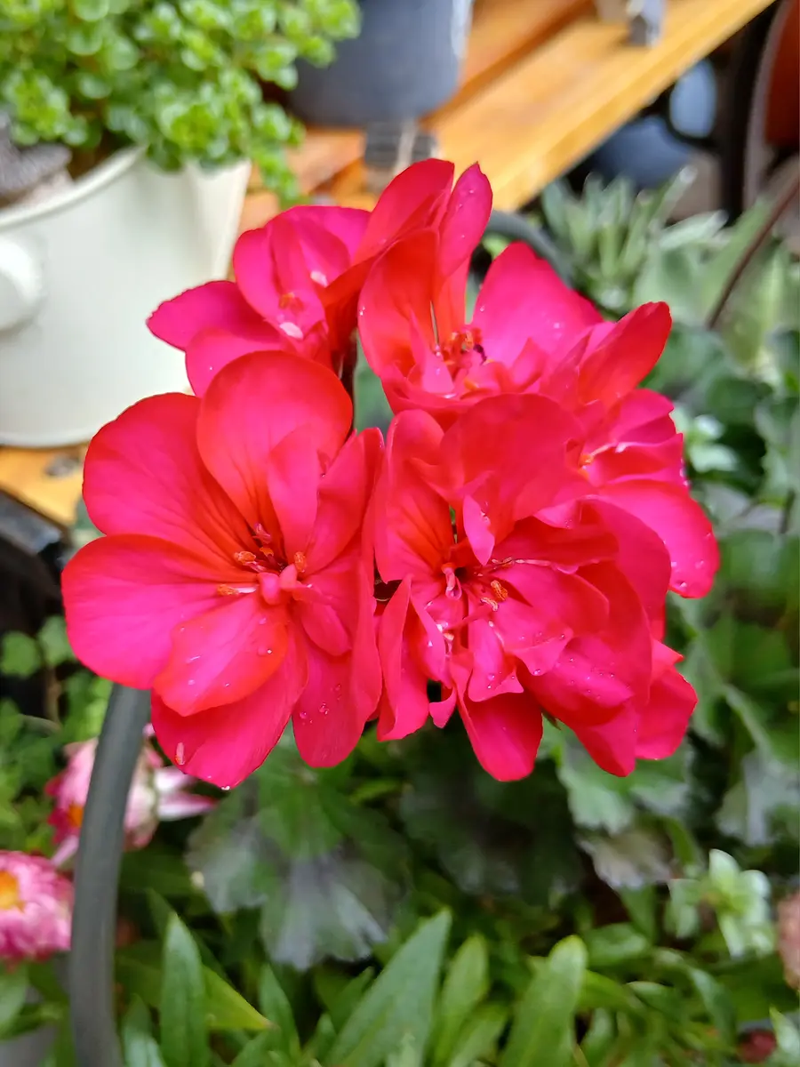 続・ゼラニウム'ムーンライト🎶エクス...「庭」のアルバム-みんなの趣味の園芸2468050