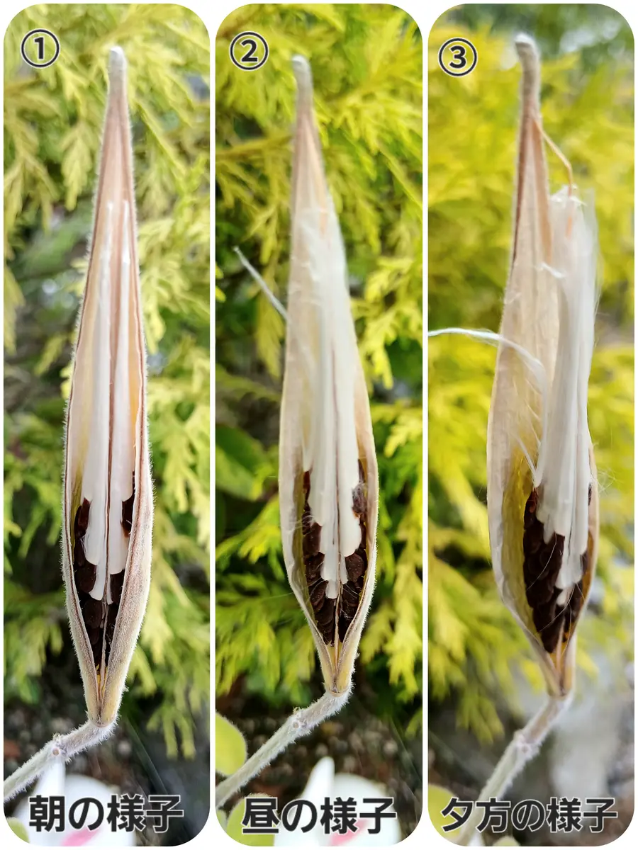 オキシペラタム'ブルースター🎶 種穂...「庭」のアルバム-みんなの趣味の園芸2513879