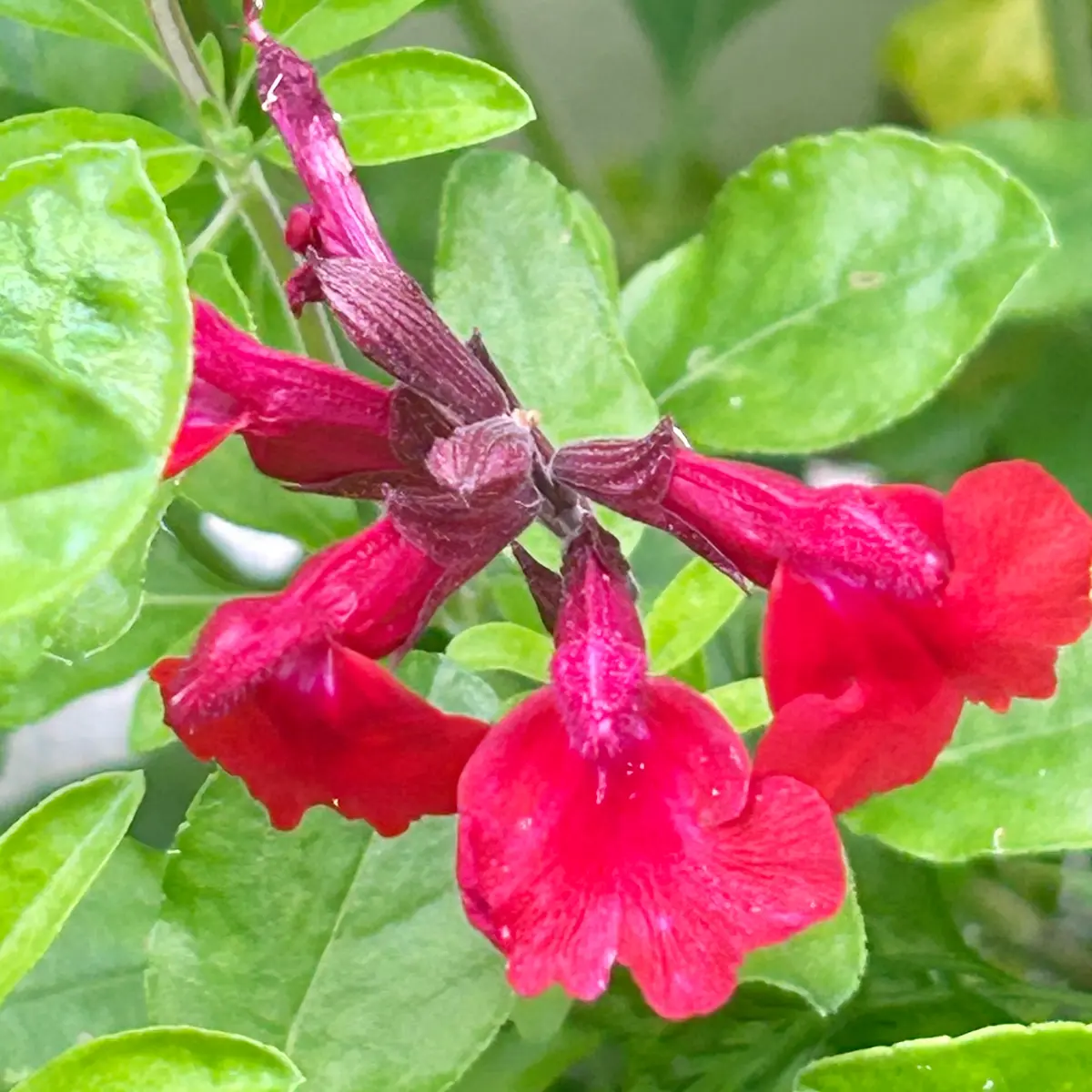 チェリーセージ🍒#Salviaofficinalis「庭に咲く花Season40🎵」のアルバム-みんなの趣味の園芸2464126