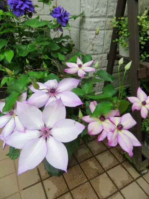 次々と開花して、楽しませてくれます。...「家のお花さ～ん😍2025年5月～」のアルバム-みんなの趣味の園芸2454594