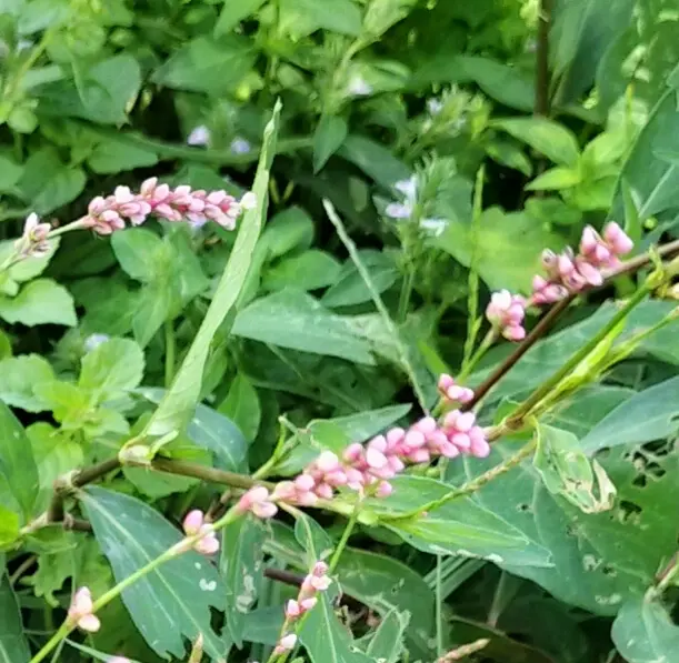 イヌダテ？「散歩で見かけた花と自然」のアルバム-みんなの趣味の園芸2545035