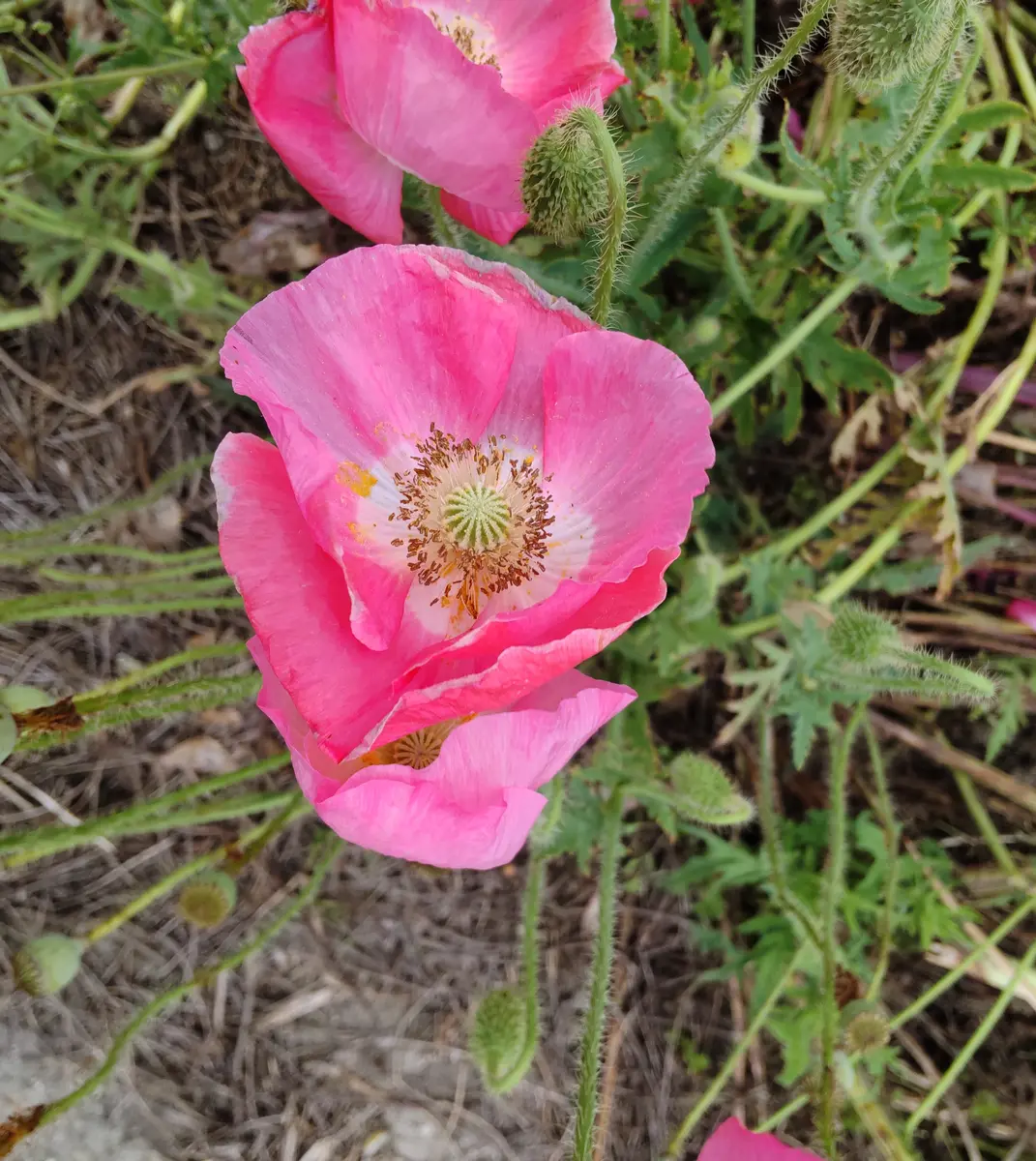 ポピーもいろいろな色があって可愛いで...「福山SA(上り)&笠岡ベイファーム見学(2025年5月)」のアルバム-みんなの趣味の園芸2468403