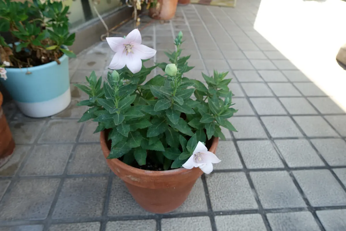 桔梗「’25 夏のお花」のアルバム-みんなの趣味の園芸2500202