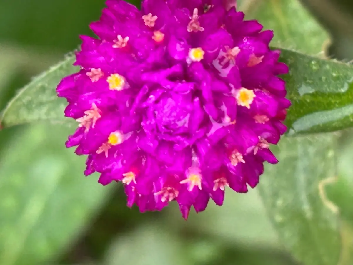 千日紅「2025Summer」のアルバム-みんなの趣味の園芸2511503