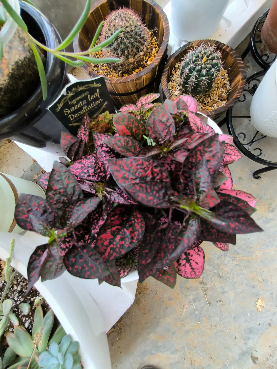 葉っぱの綺麗なヒポエステスお迎えしま...「令和7年ベランダの花たち」のアルバム-みんなの趣味の園芸2491875