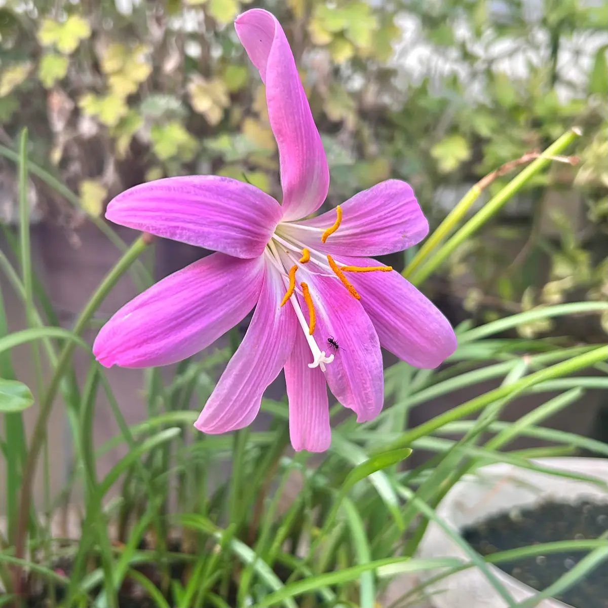 ゼフィランサス・カリナータ#Zephyran...「庭に咲く花Season41🎵」のアルバム-みんなの趣味の園芸2500828