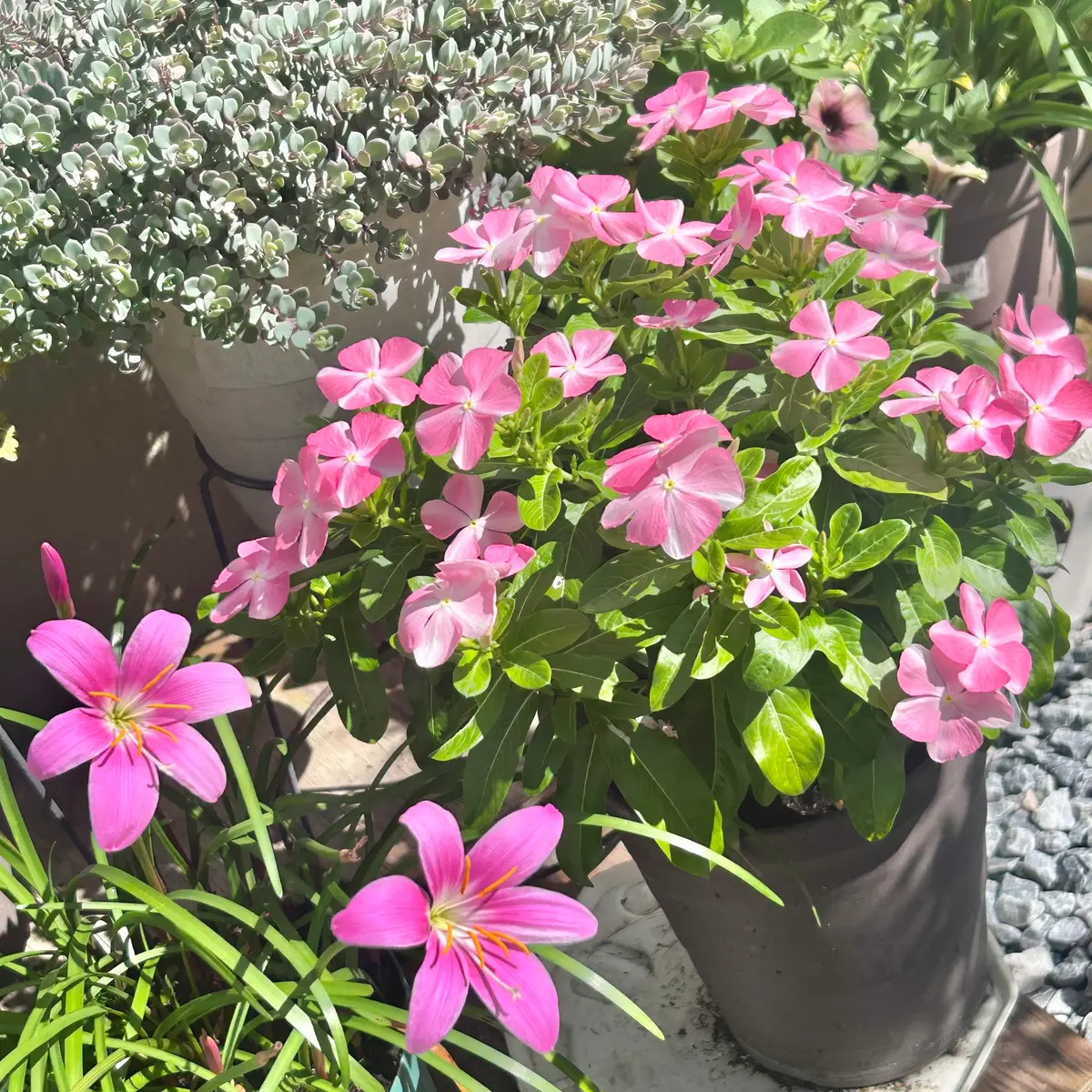 ゼフィランサス・カリナータ#Zephyran...「庭に咲く花Season41🎵」のアルバム-みんなの趣味の園芸2506407