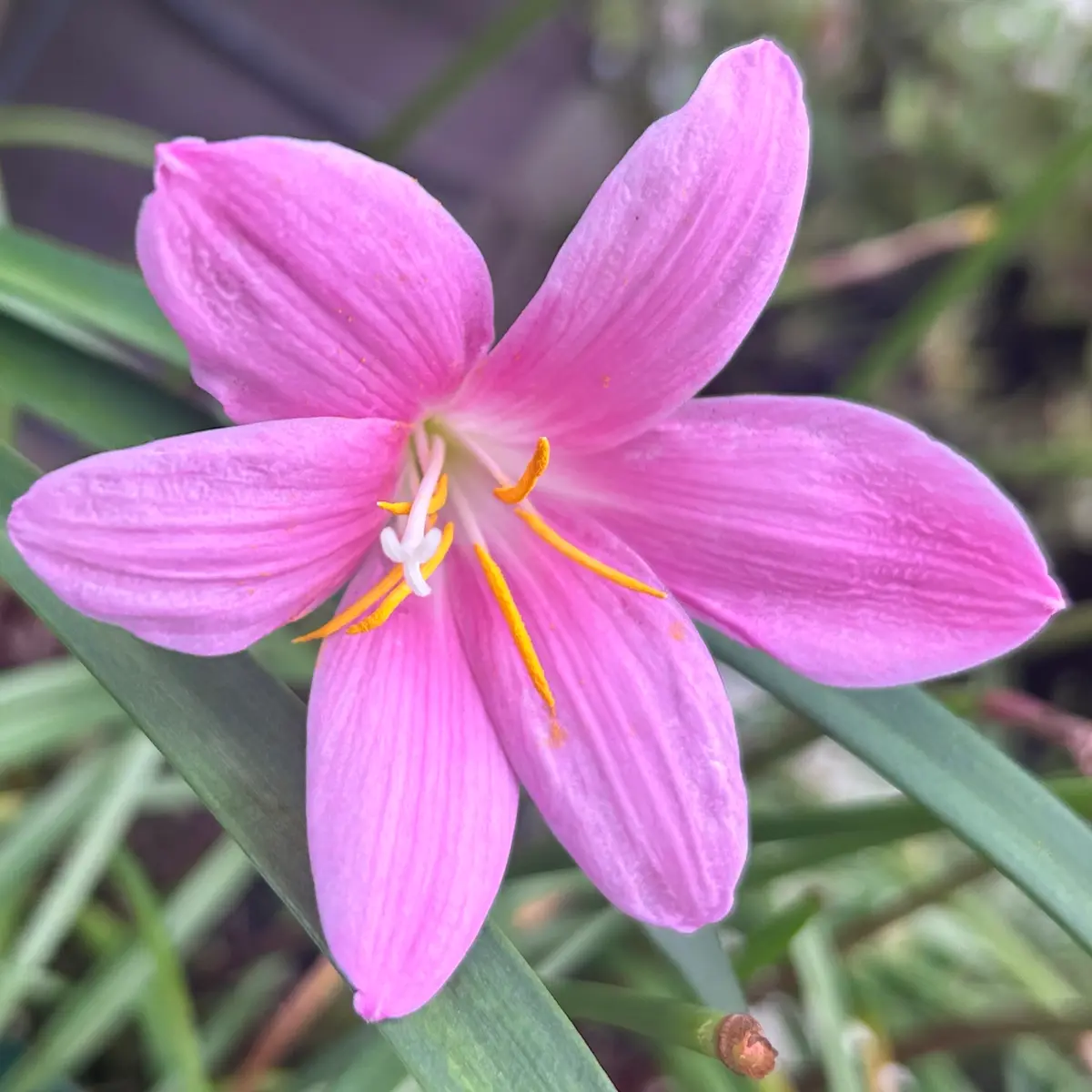 ゼフィランサス・カリナータ#Zephyran...「庭に咲く花Season41🎵」のアルバム-みんなの趣味の園芸2486332