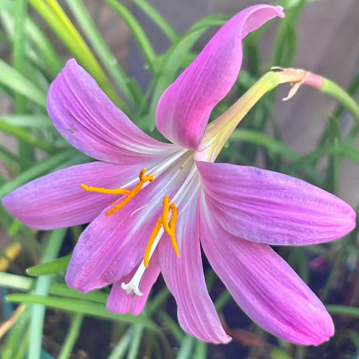 ゼフィランサス・カリナータ#Zephyran...「庭に咲く花Season41🎵」のアルバム-みんなの趣味の園芸2500829