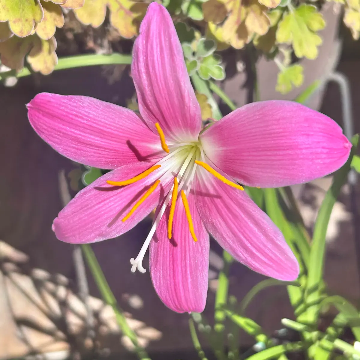 ゼフィランサス・カリナータ#Zephyran...「庭に咲く花Season41🎵」のアルバム-みんなの趣味の園芸2506408