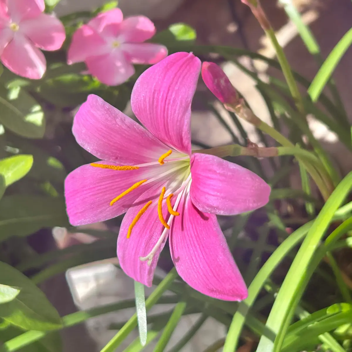 ゼフィランサス・カリナータ#Zephyran...「庭に咲く花Season41🎵」のアルバム-みんなの趣味の園芸2507461