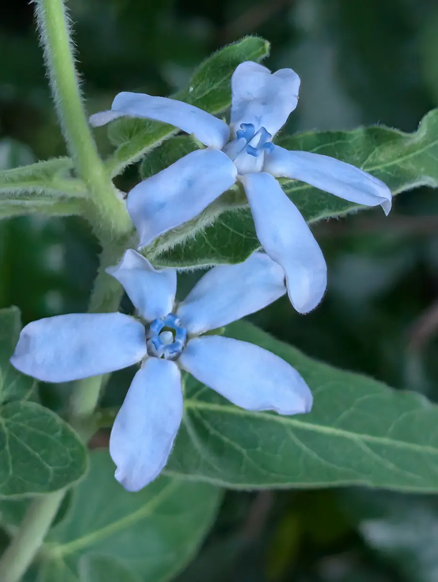 ブルースター（オキシペタラム）再び...「7月の花」のアルバム-みんなの趣味の園芸2507786