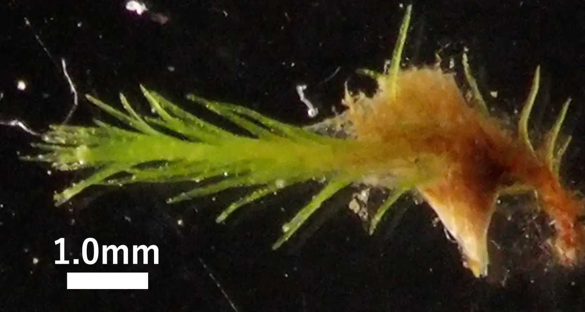 横からの撮影です。「ユミダイゴケ」のアルバム-みんなの趣味の園芸2493932