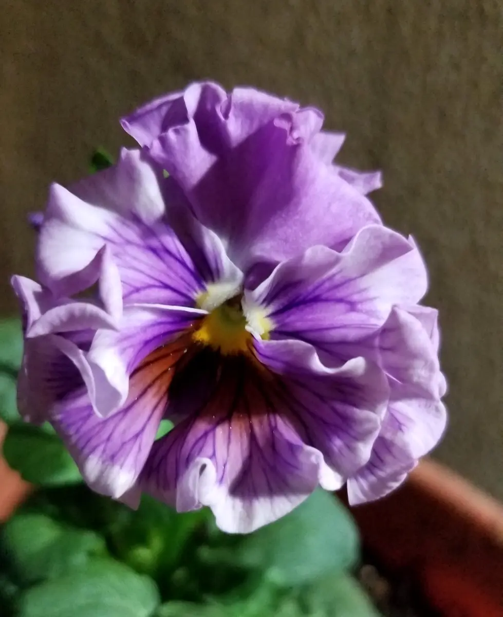 今日もお疲れ様です 彩翠華 yurag...「花に誘われて 4」のアルバム-みんなの趣味の園芸2563132