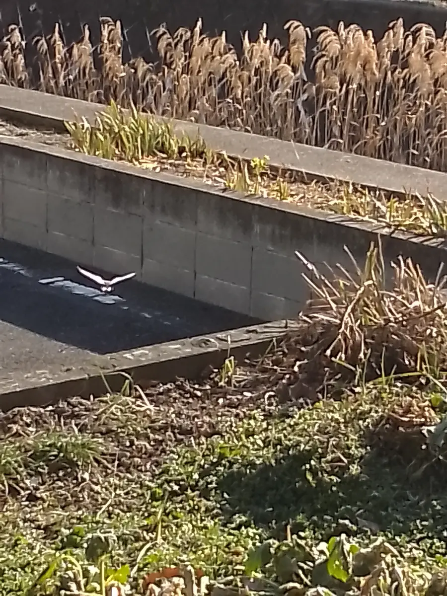 ハクセキレイが飛んでいく様子です(*^^*...「庭のいろいろ🎵」のアルバム-みんなの趣味の園芸2595938