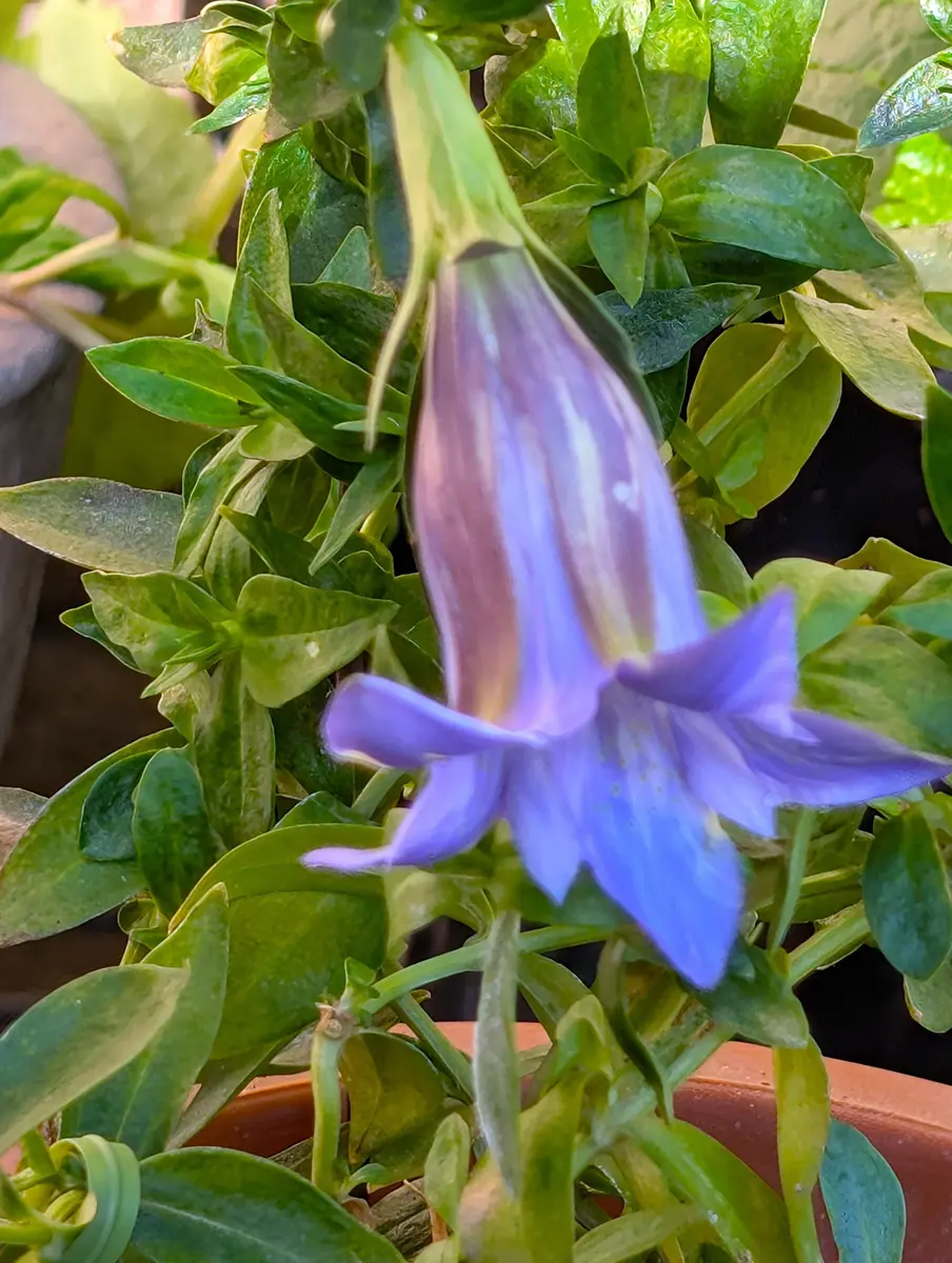 キリシマリンドウ初開花です💕「11月の花だより」のアルバム-みんなの趣味の園芸2561102
