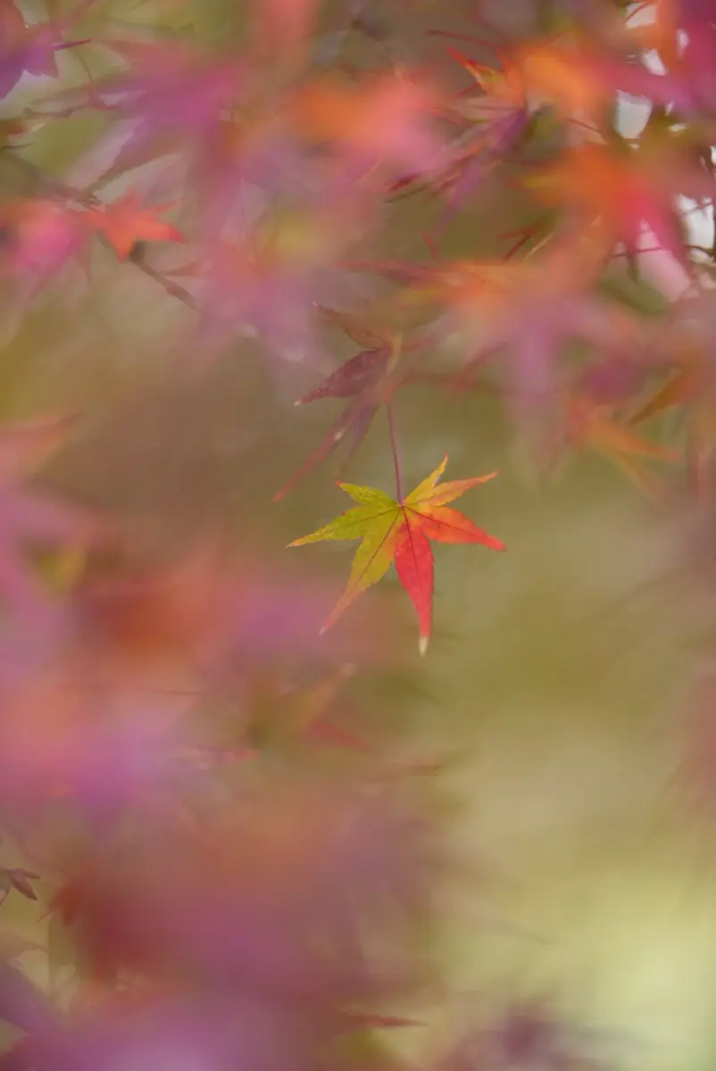 モミジ「秋の植物園へ」のアルバム-みんなの趣味の園芸2573275