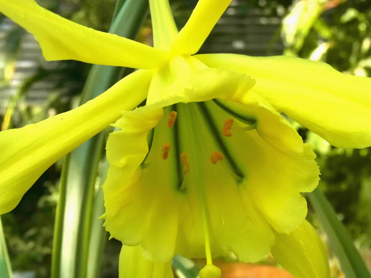 パラモンガイア・ウェベルバウエリ｜園芸日記by京都府立植物園｜みんなの趣味の園芸｜1039970