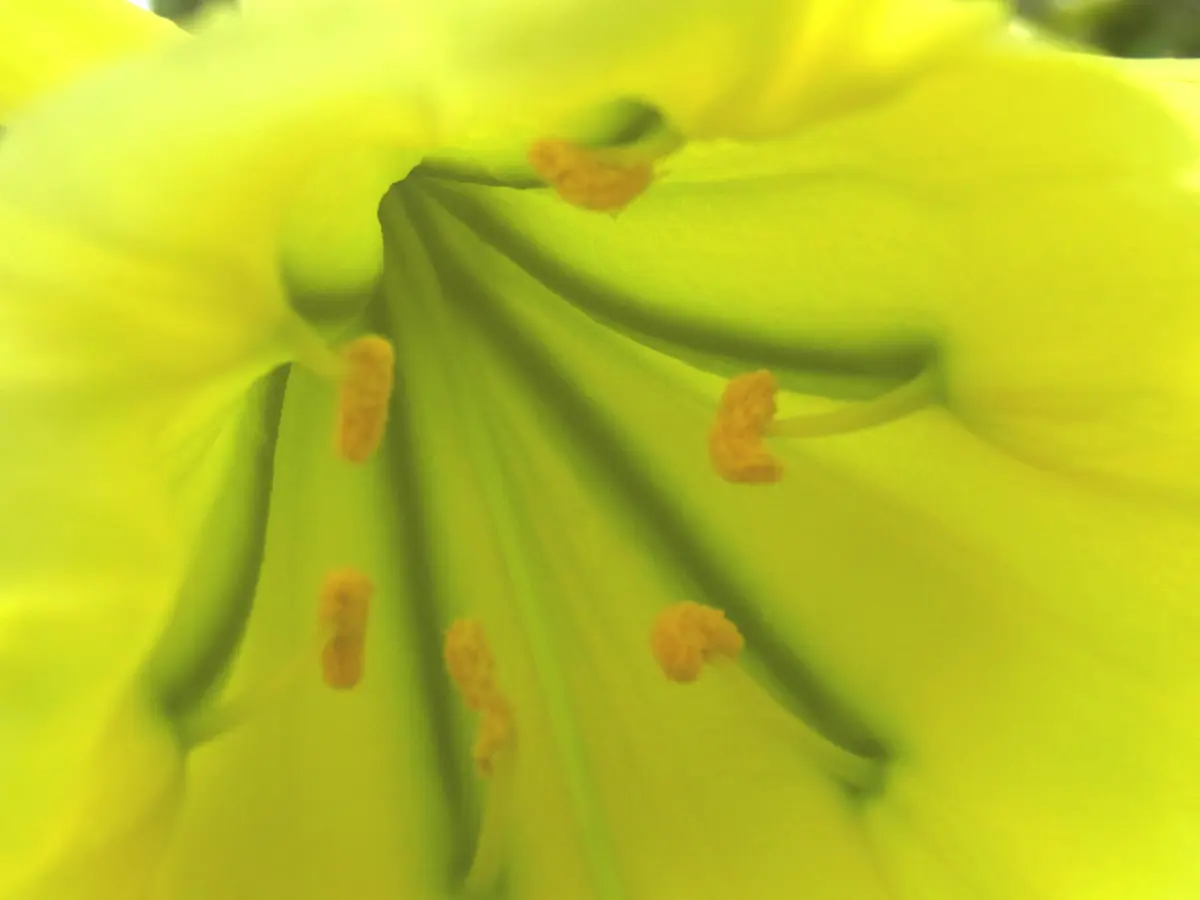 パラモンガイア・ウェベルバウエリ｜園芸日記by京都府立植物園｜みんなの趣味の園芸｜1039970