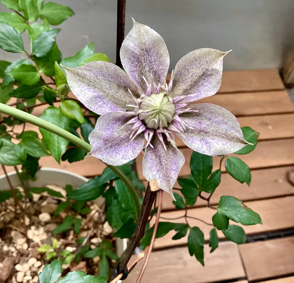 クレマチス・水面の妖精が開花しました！｜園芸日記byyukizen｜みんなの趣味の園芸｜1069208