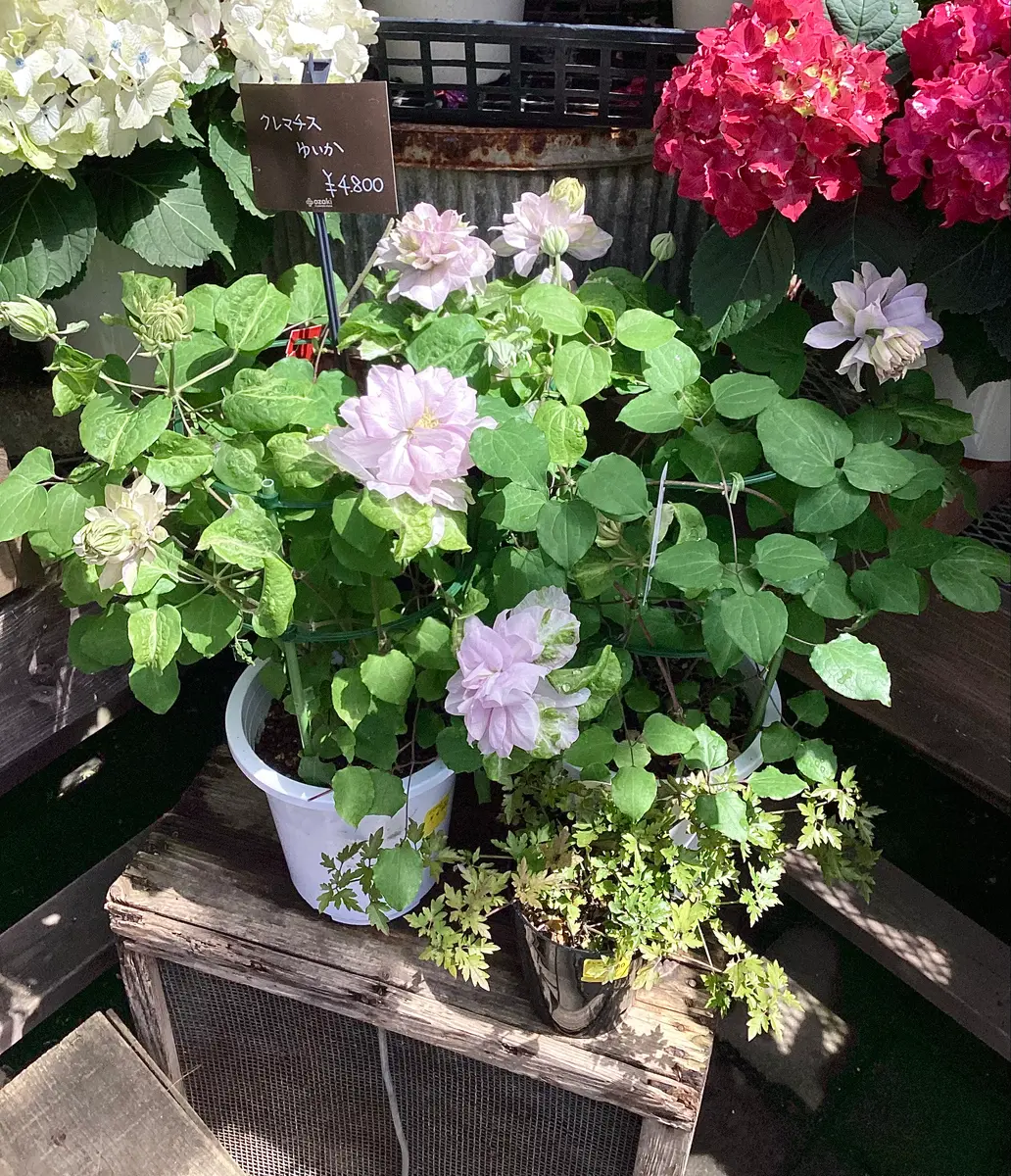 クレマチス・水面の妖精が開花しました！｜園芸日記byyukizen｜みんなの趣味の園芸｜1069208