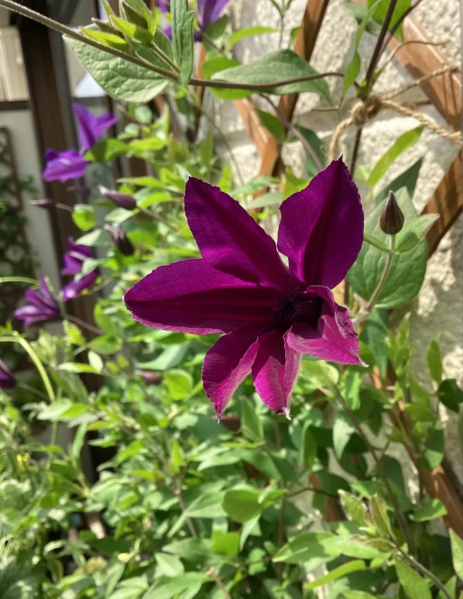 クレマチス・水面の妖精が開花しました！｜園芸日記byyukizen｜みんなの趣味の園芸｜1069208