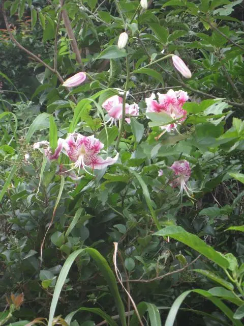 カノコユリの自生地へ行ってきました〔写真2枚目〕-園芸友ダチさんの日記｜みんなの趣味の園芸2013/07/28