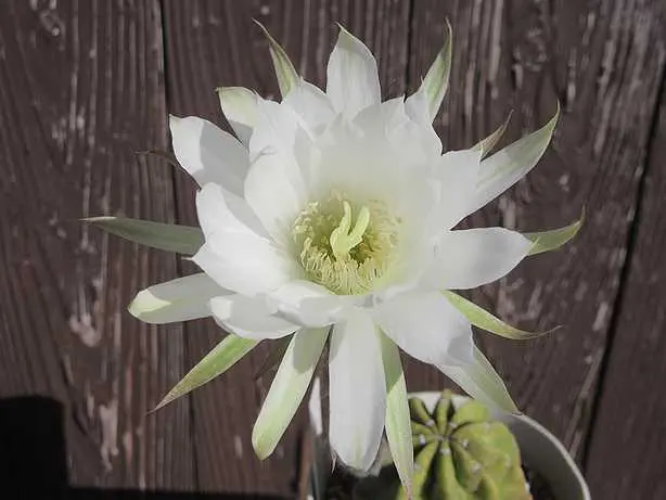 白い花のサボテン|園芸日記byジェナス|みんなの趣味の園芸 白い花のサボテン|園芸日記byジェナス|みんなの趣味の園芸