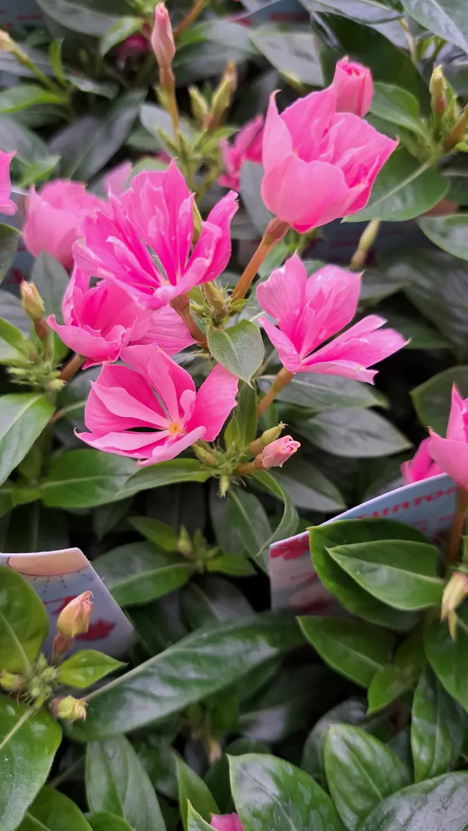 日々草 サニープリンセス｜園芸日記by金子 明人｜みんなの趣味の園芸｜1223103