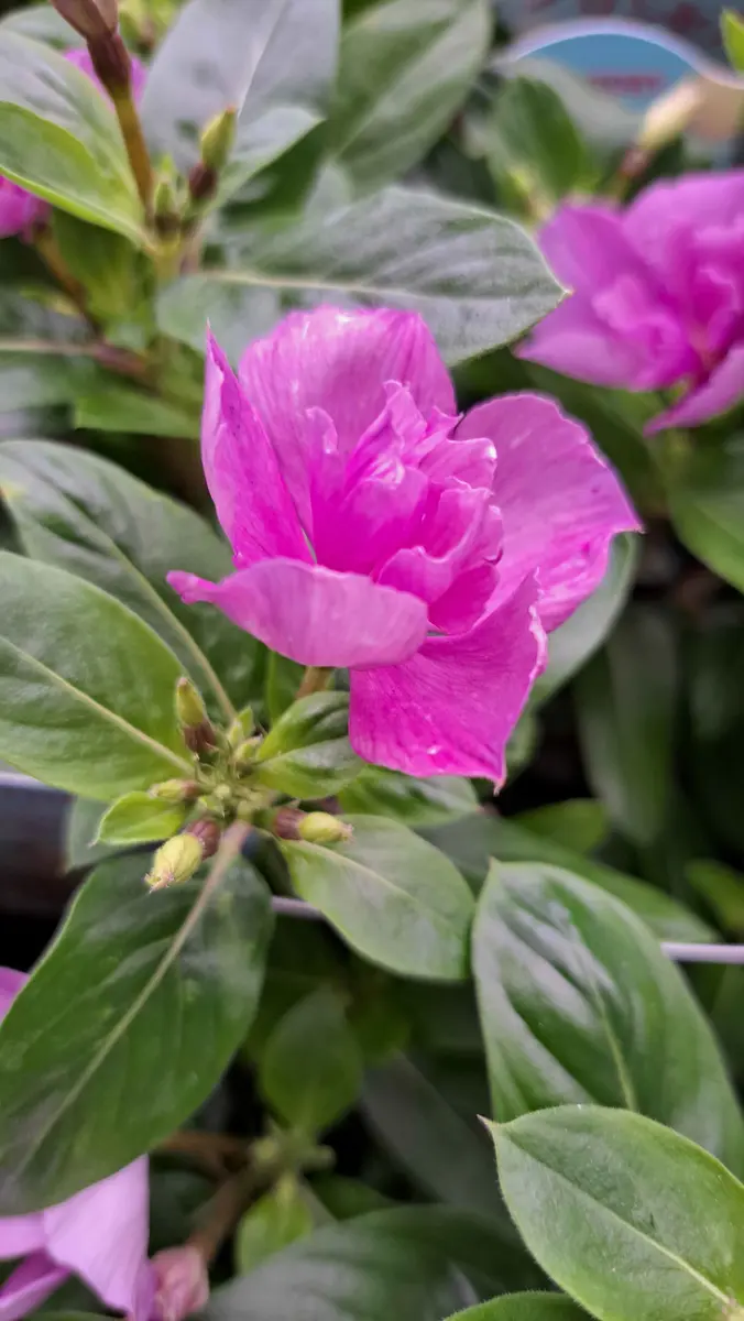 日々草 サニープリンセス｜園芸日記by金子 明人｜みんなの趣味の園芸｜1223103