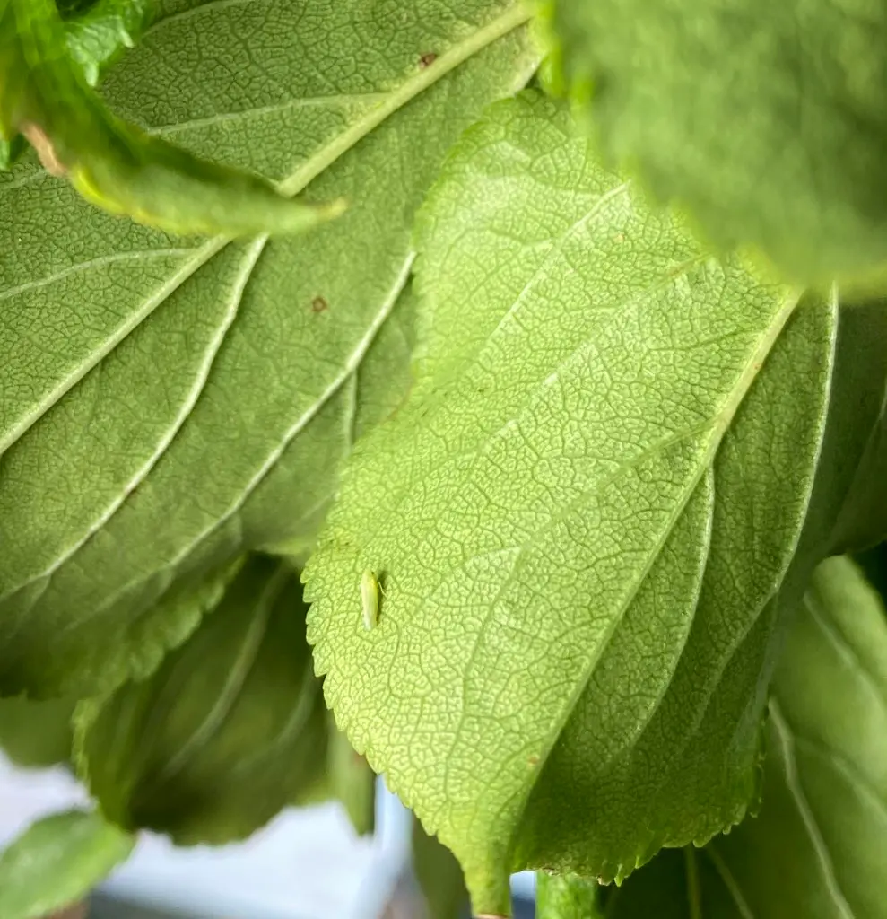 梅のモモヒメヨコバイの防除｜園芸日記byがち｜みんなの趣味の園芸｜1250902
