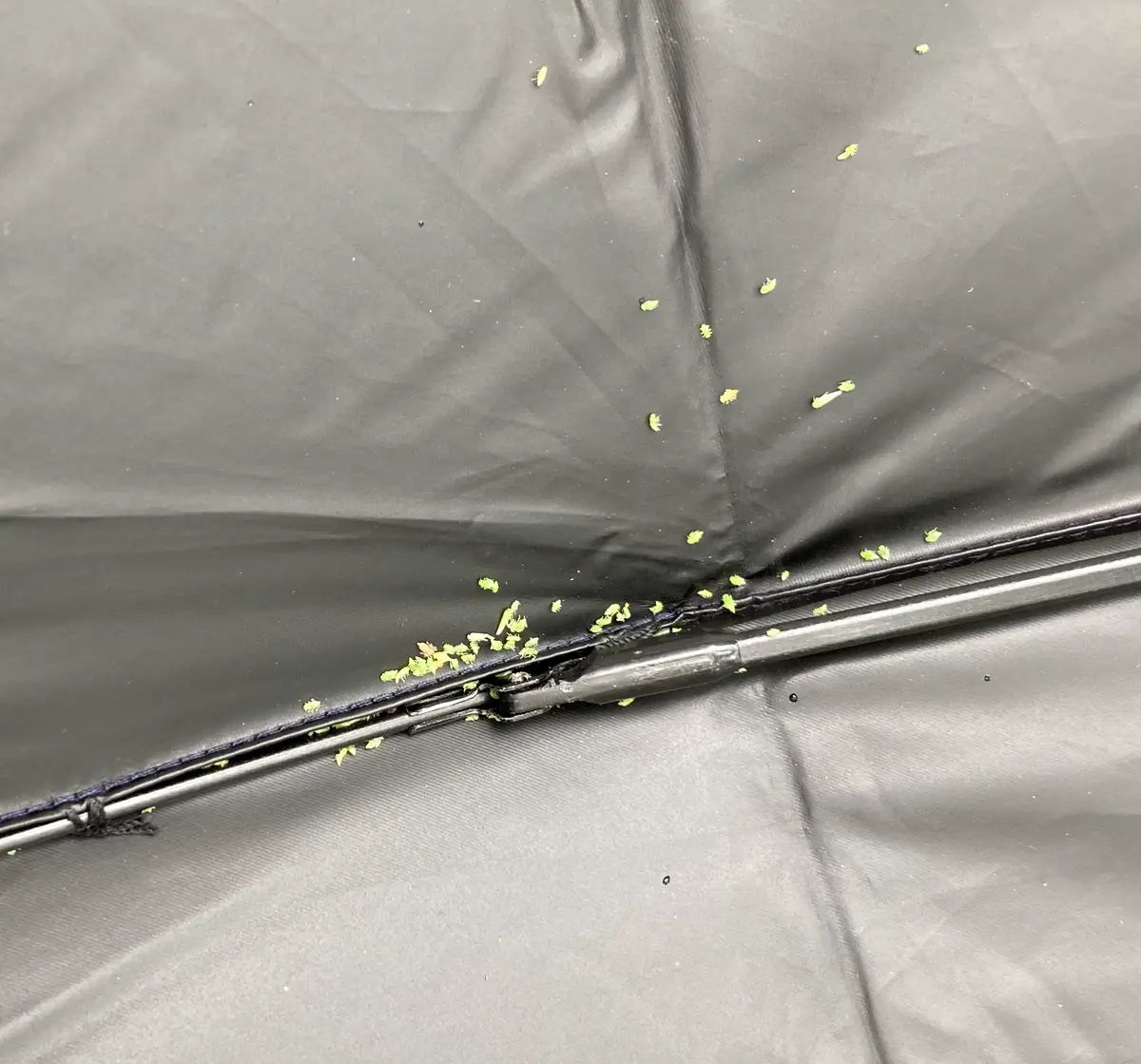 梅のモモヒメヨコバイの防除｜園芸日記byがち｜みんなの趣味の園芸｜1250902