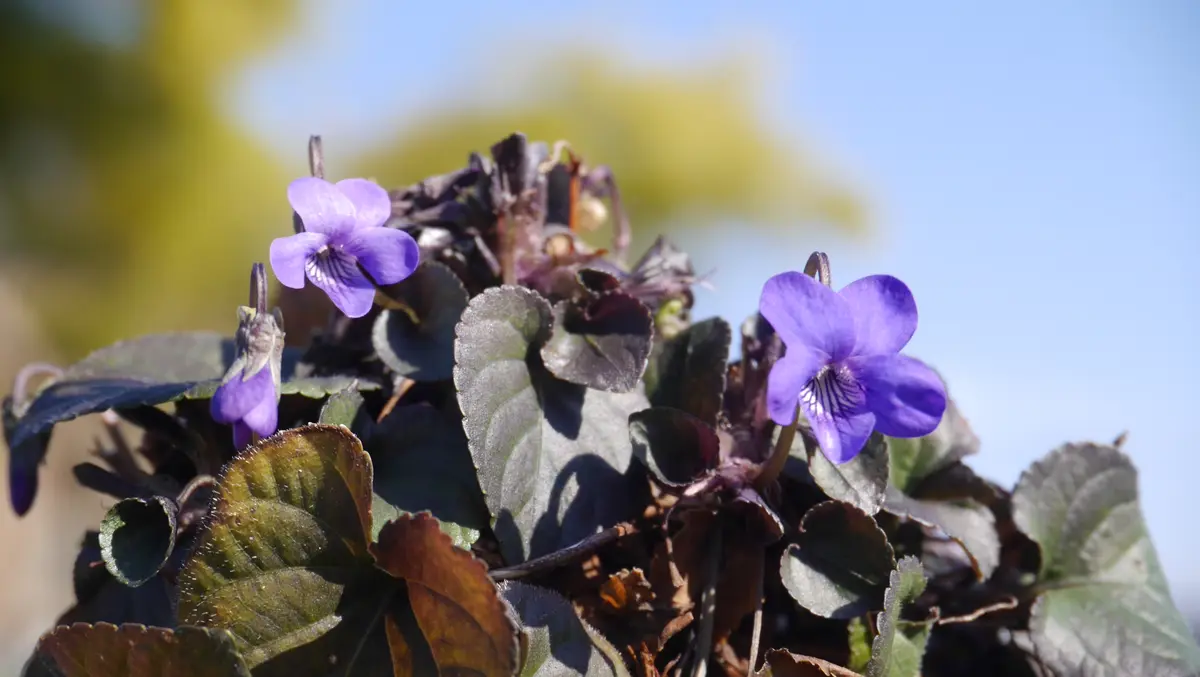 宿根スミレ「紫式部」｜園芸日記byshinji70｜みんなの趣味の園芸｜1304645
