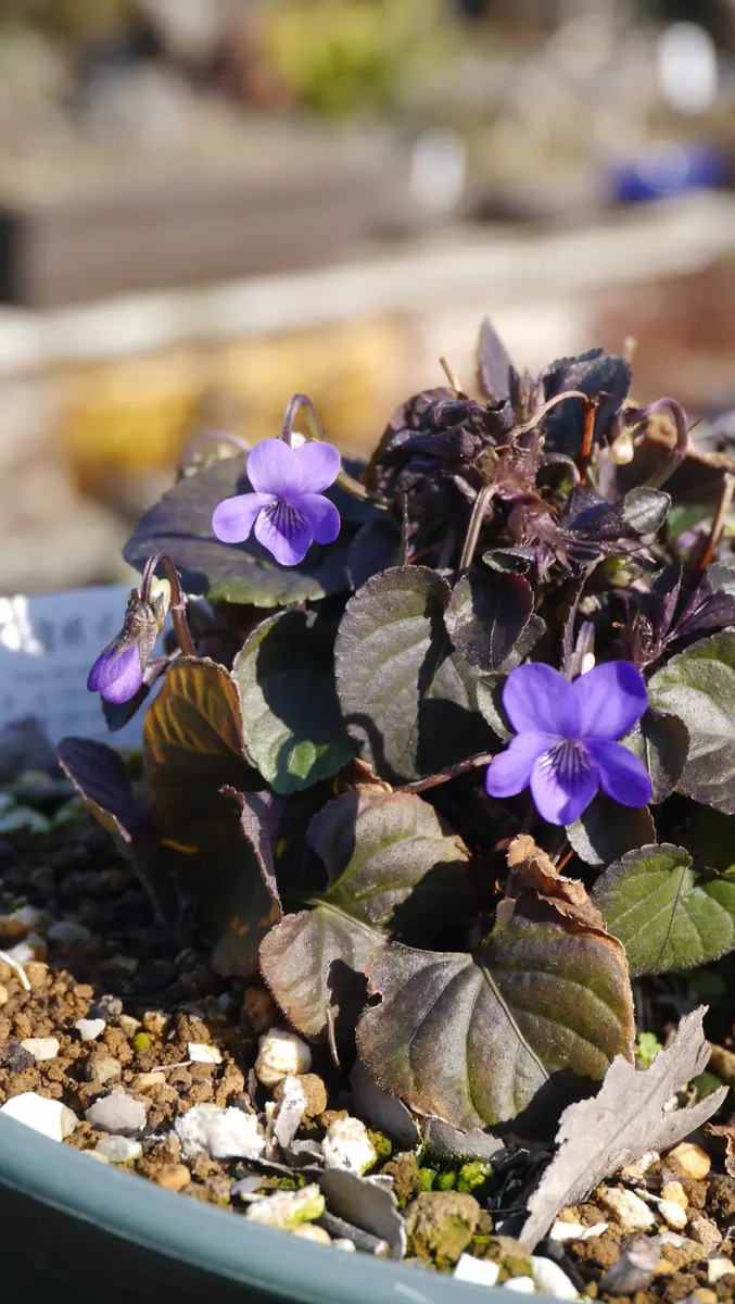 宿根スミレ「紫式部」｜園芸日記byshinji70｜みんなの趣味の園芸｜1304645