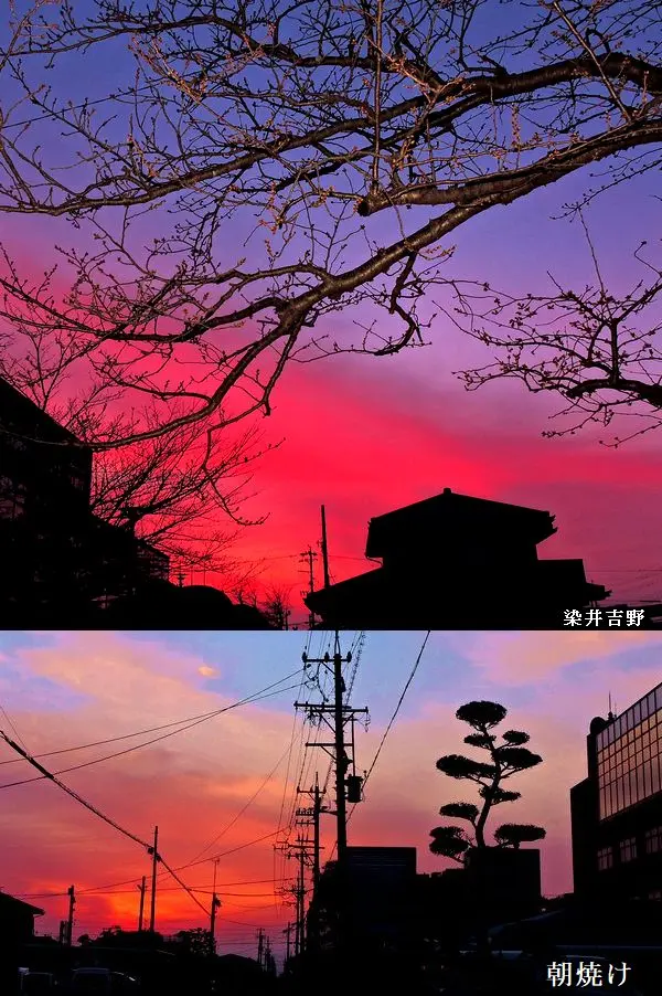 ウォーキングMS⑬47日目(4429日目)｜園芸日記byほんわか猫｜みんなの趣味の園芸｜1305998