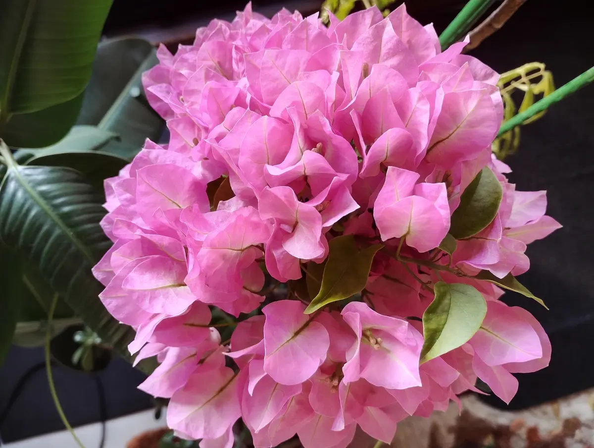 ブーケンビリア🩷｜園芸日記byエリシマム｜みんなの趣味の園芸｜1309408