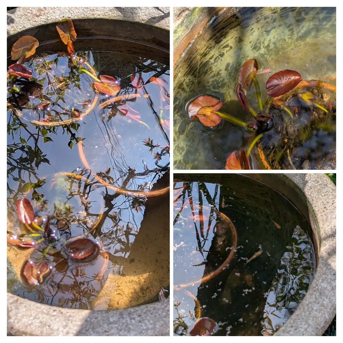 花桃が咲いて〜睡蓮鉢の掃除｜園芸日記byかおりん｜みんなの趣味の園芸｜1311287