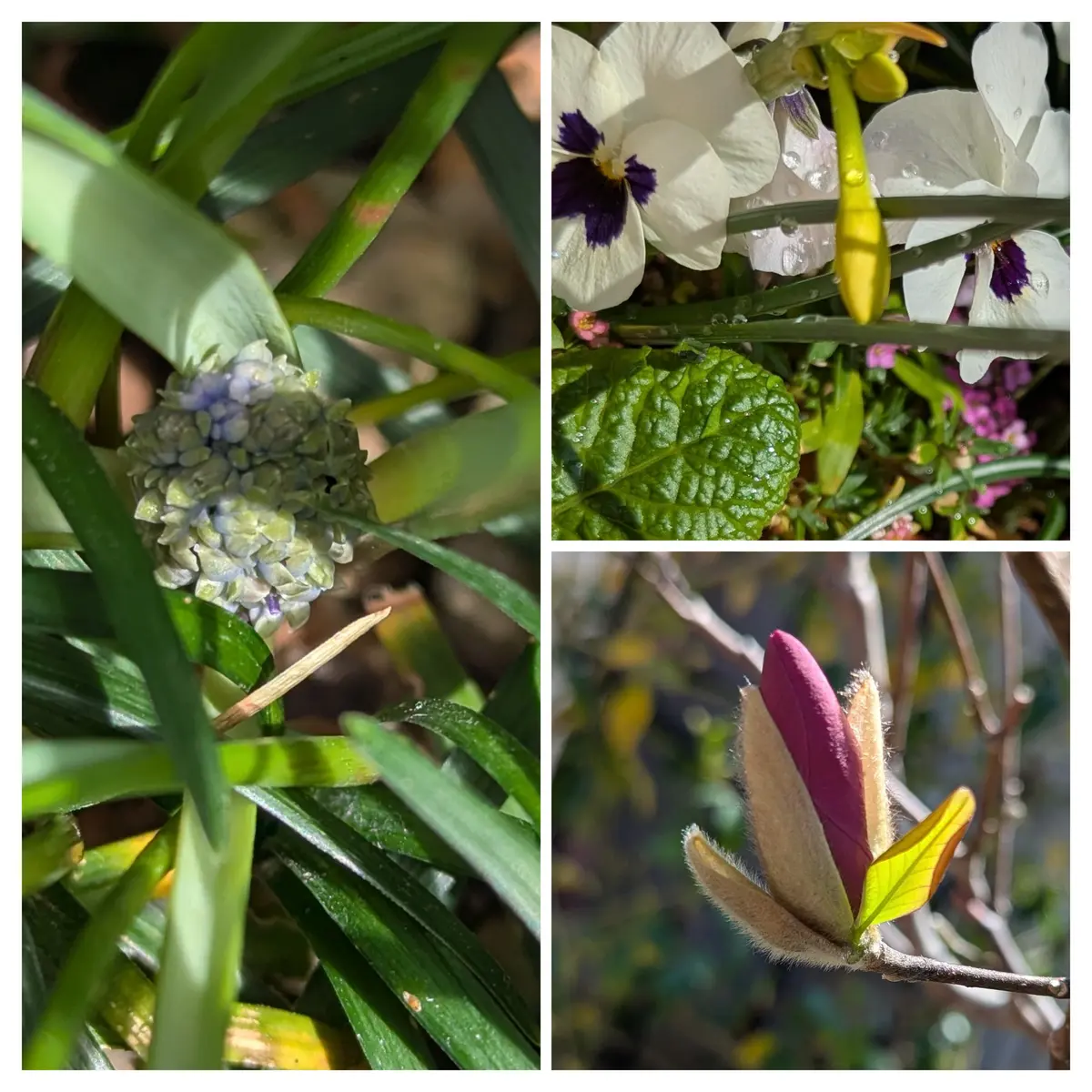 花桃が咲いて〜睡蓮鉢の掃除｜園芸日記byかおりん｜みんなの趣味の園芸｜1311287