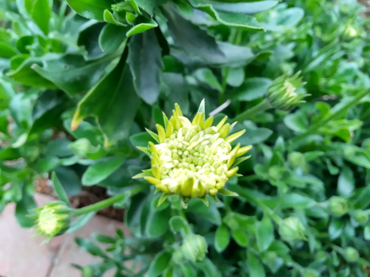 蕾｜園芸日記bytomoko81｜みんなの趣味の園芸｜1311317