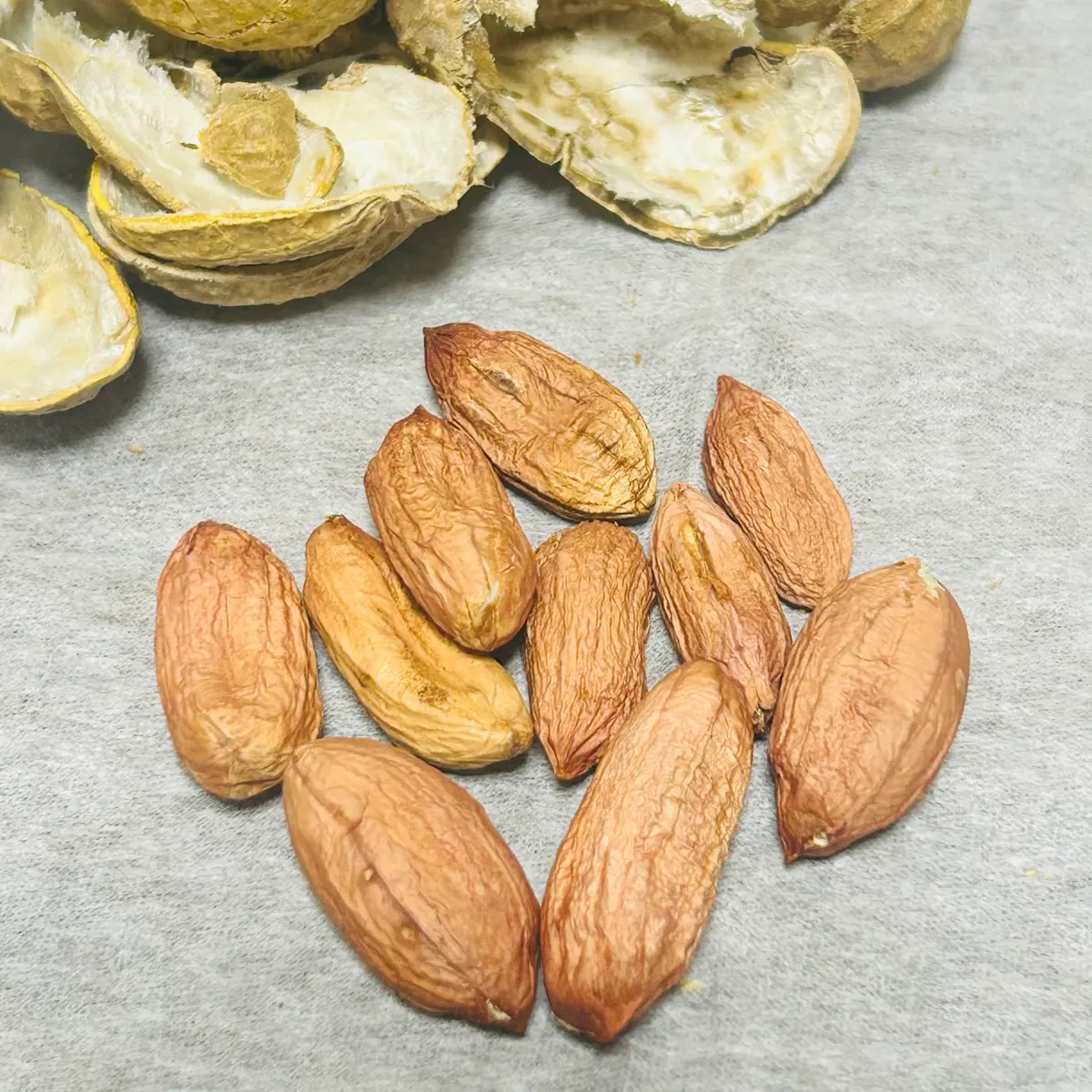 落花生のキッチンペーパー蒔きスタート🎵｜園芸日記bymasaさん｜みんなの趣味の園芸｜1313636