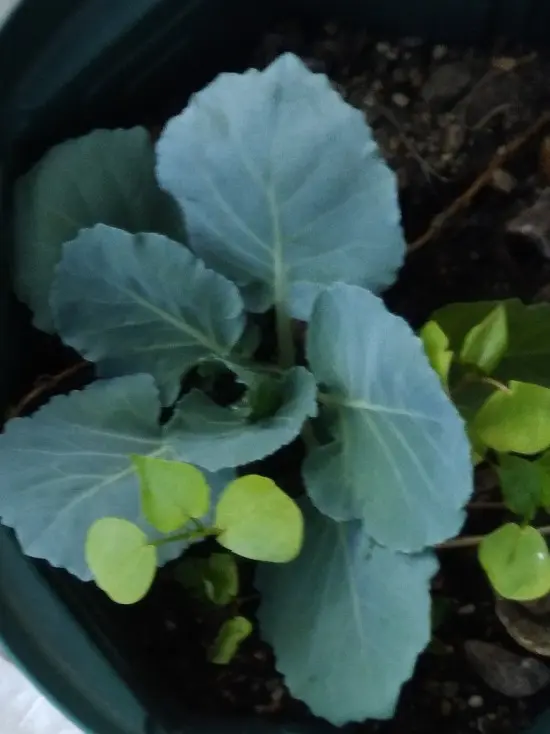 🌧️7時12℃｜園芸日記byガーデンハックルベリー｜みんなの趣味の園芸｜1315137