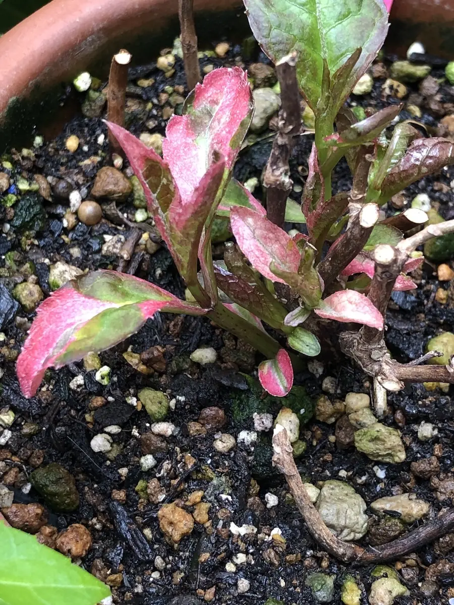 暑いの気のせい？陽射しのせい？｜園芸日記byおりゅう｜みんなの趣味の園芸｜1317628
